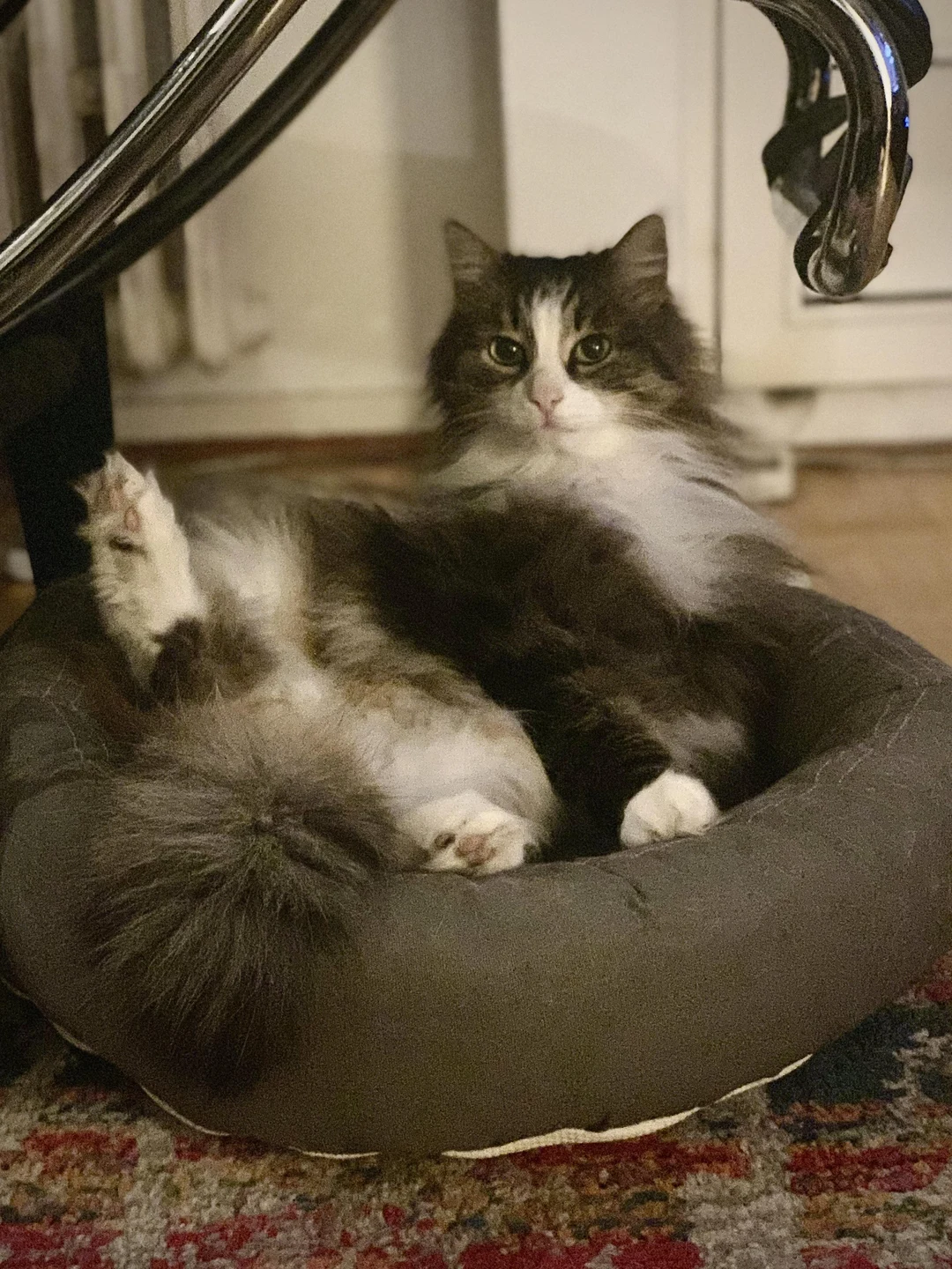 Asserting Dominance. | Scrolller