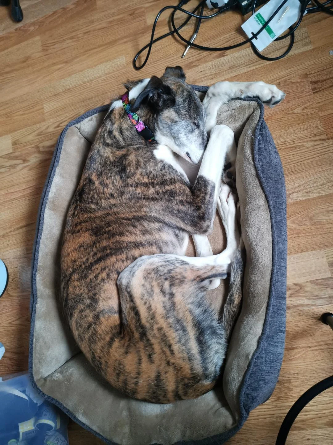 Snug as a bug. | Scrolller