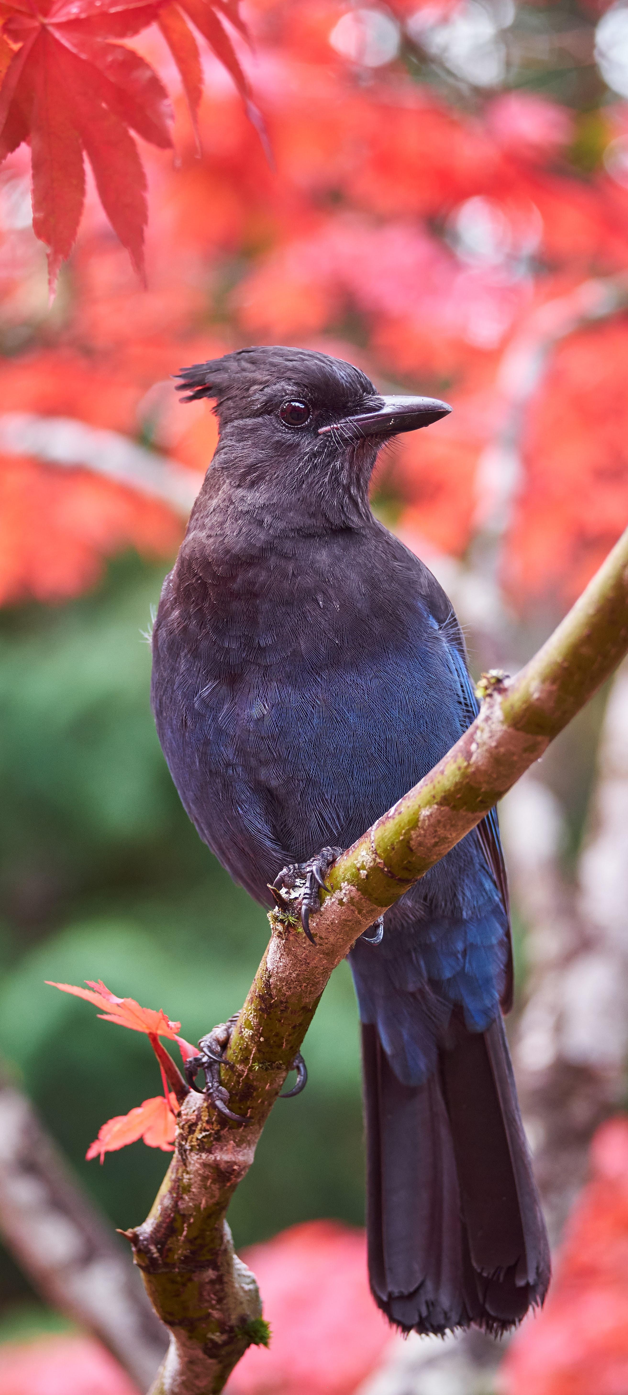 This is one Stellar Jay | Scrolller