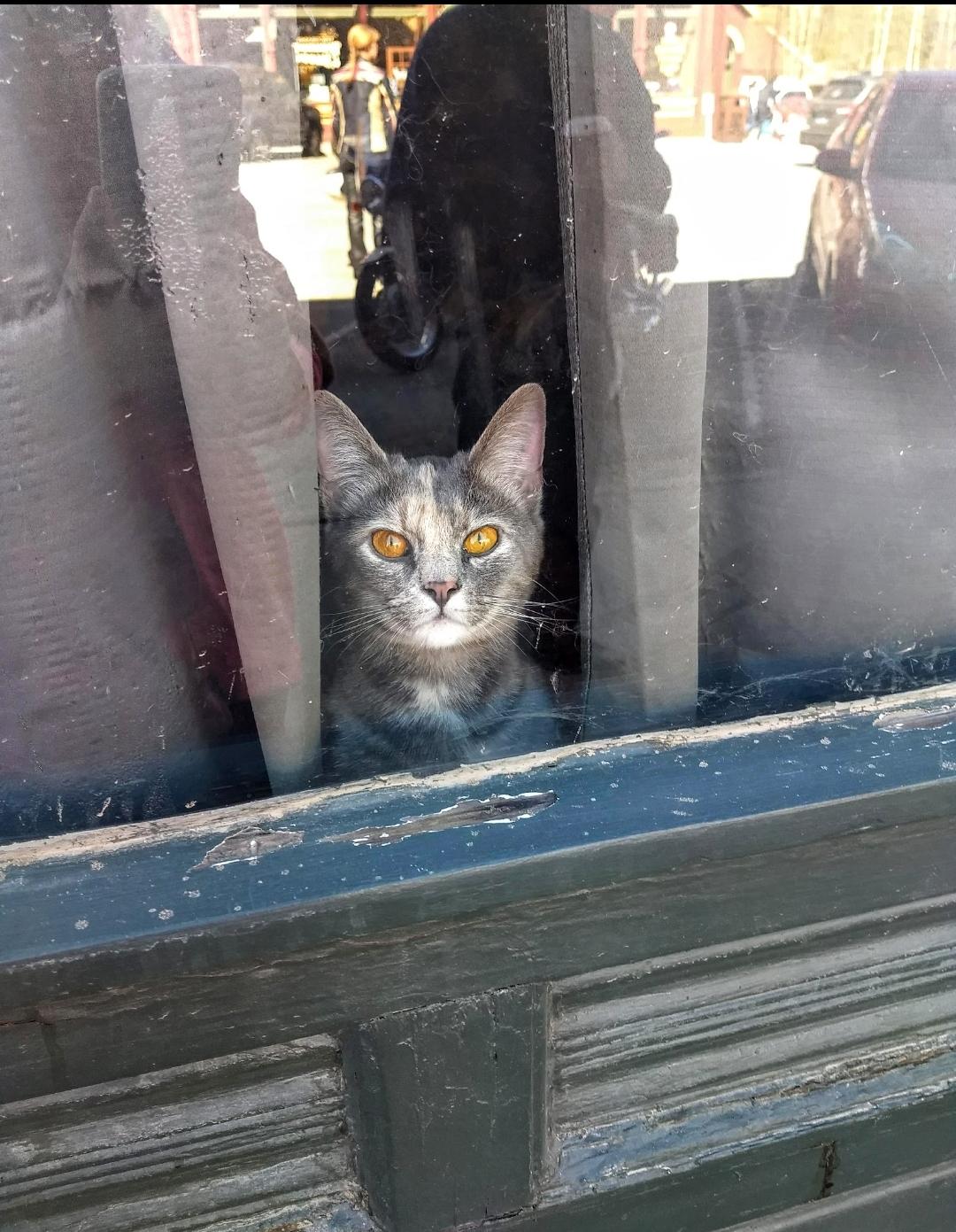 Seen in a storefront in Silverton CO | Scrolller