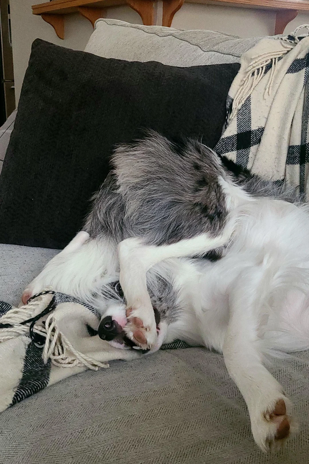 When you want butt scratches AND belly rubs... | Scrolller