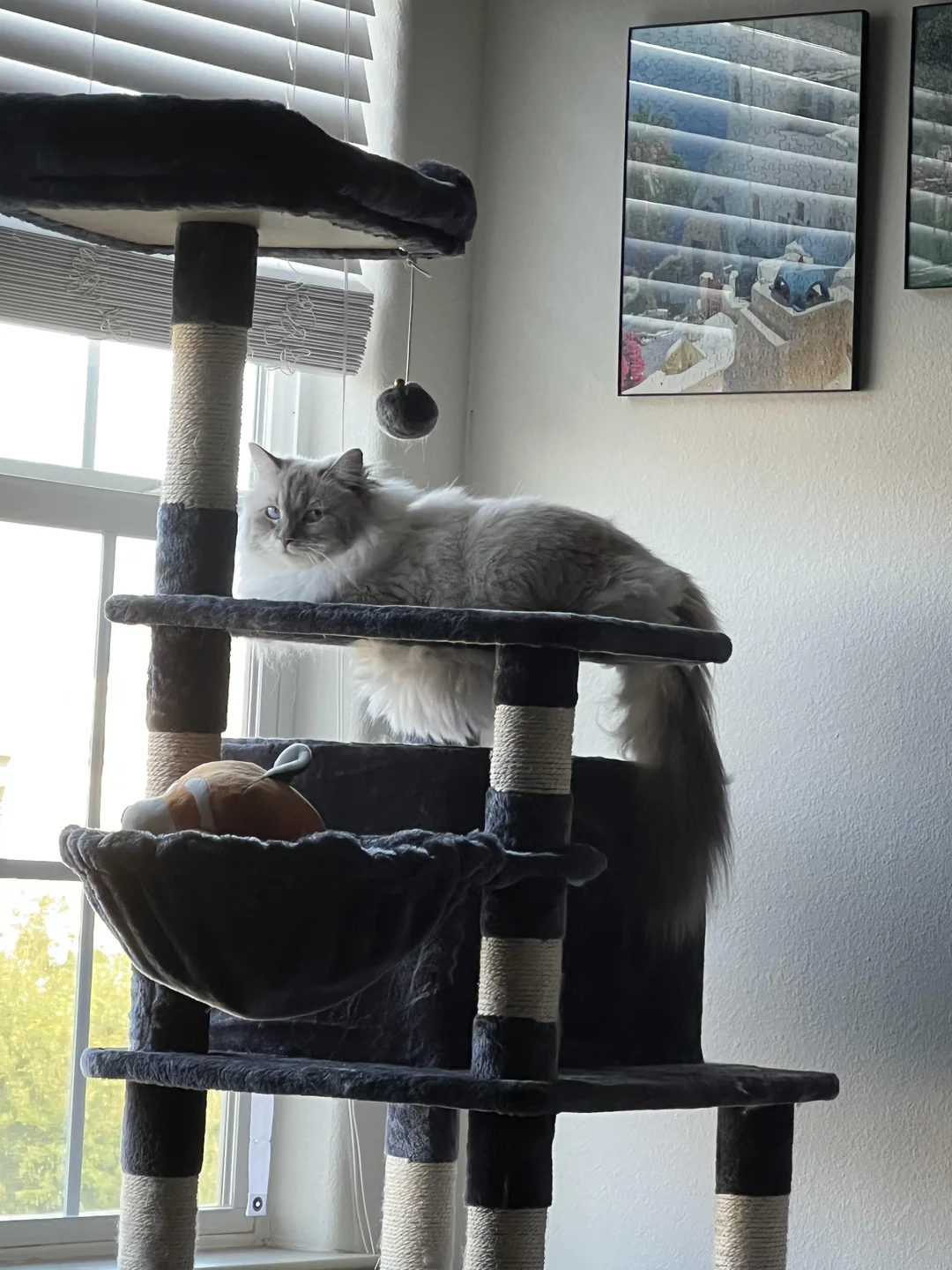 Her belly fluff | Scrolller