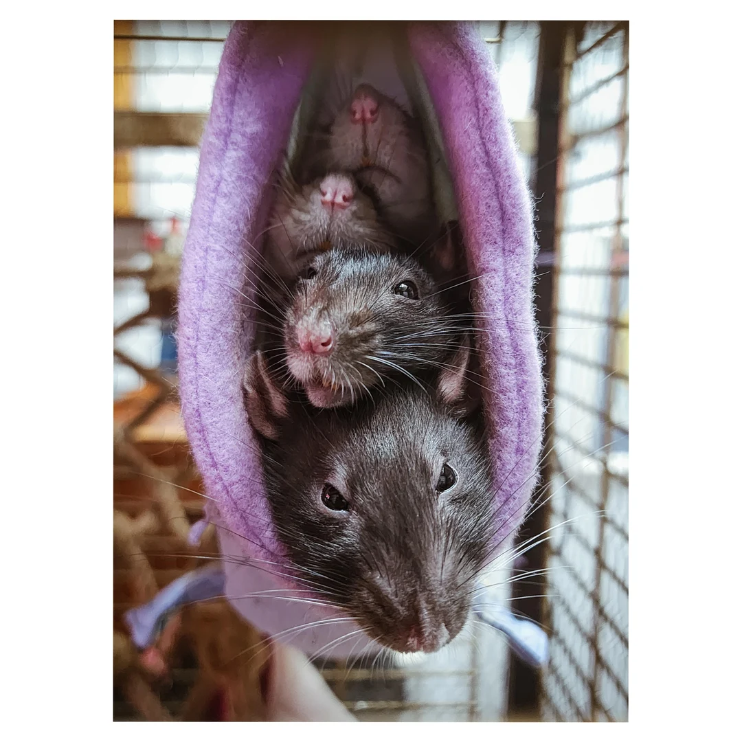The first time I managed to get a photo of all 4 girls in a stack! | Scrolller