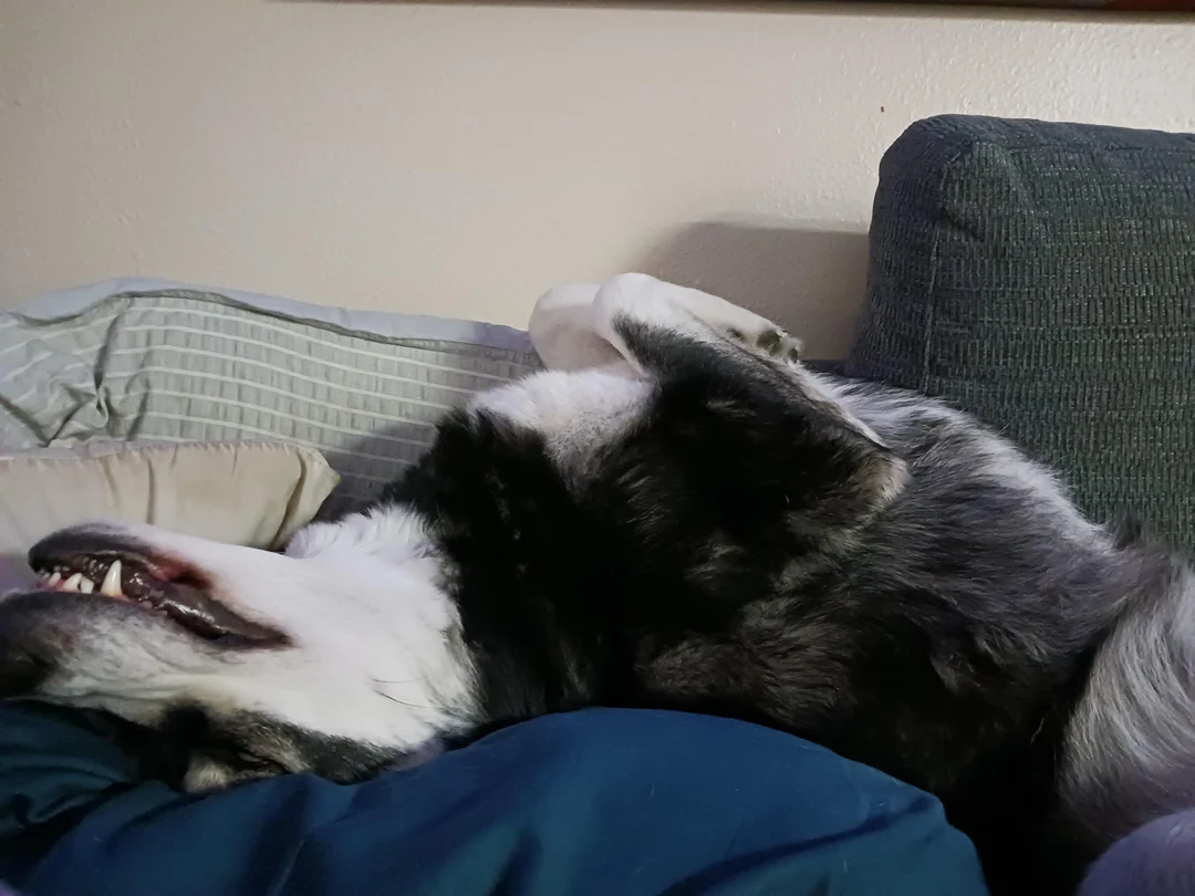 Good doggo 🐶 | Scrolller