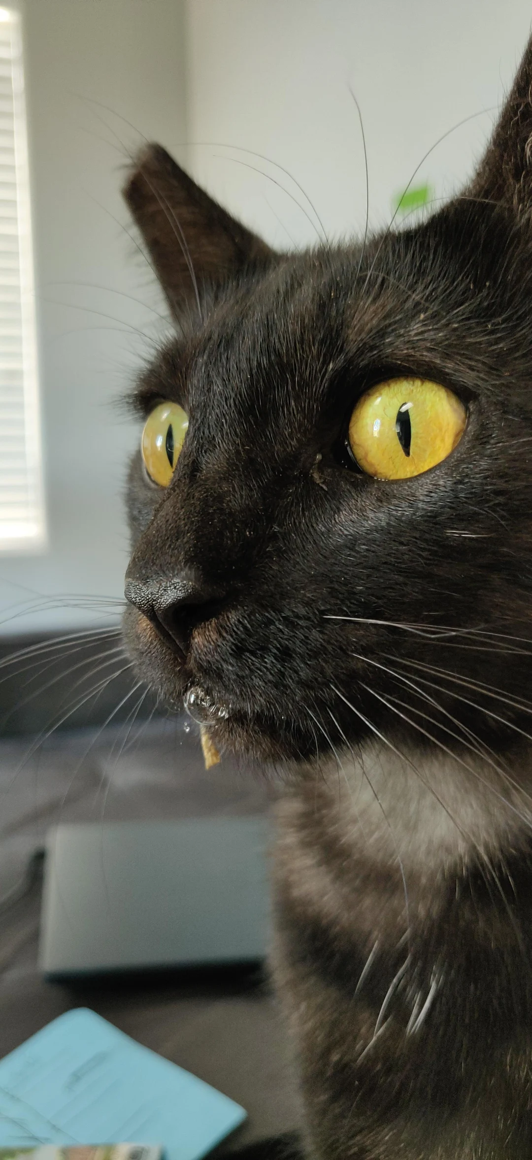 Neighbors cat came to visit and blew bubbles of joy over catnip. | Scrolller