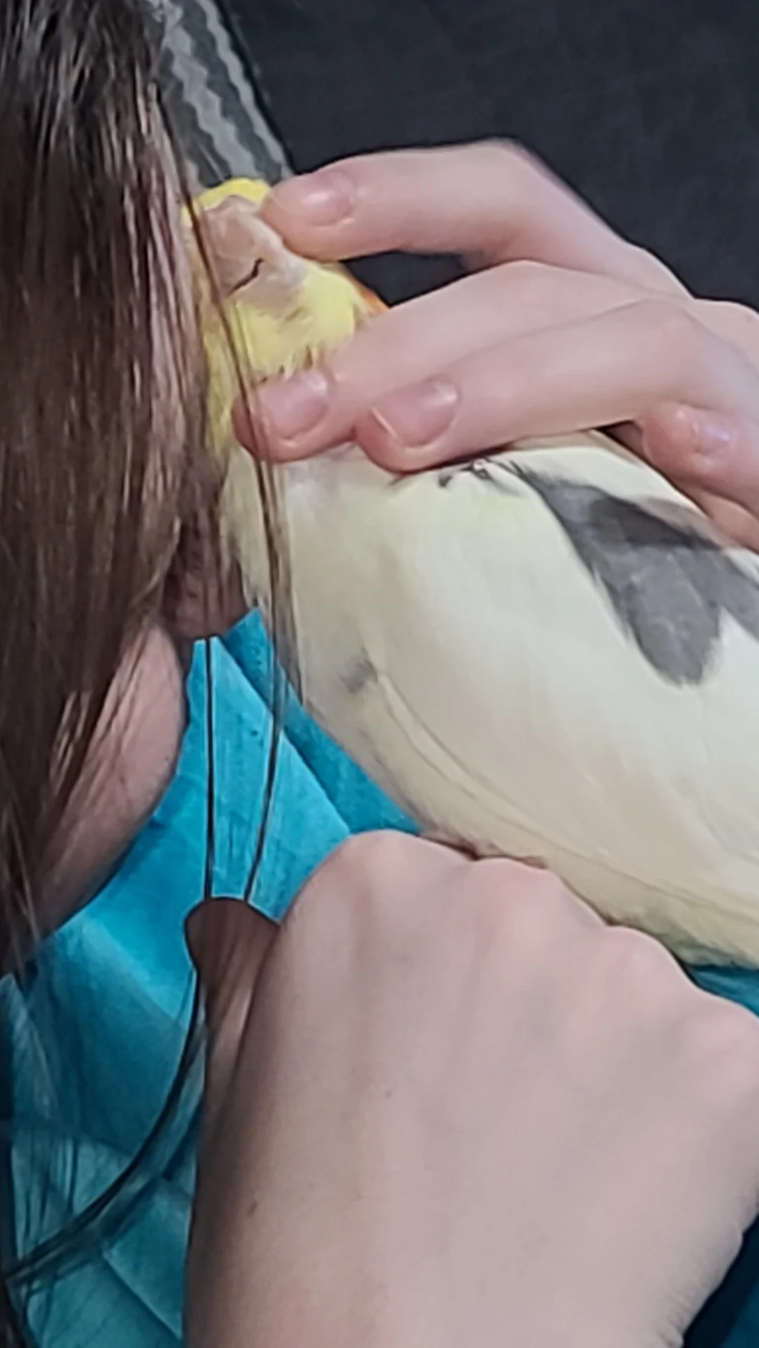 Topaz enjoying his cuddles after a successful blood draw | Scrolller