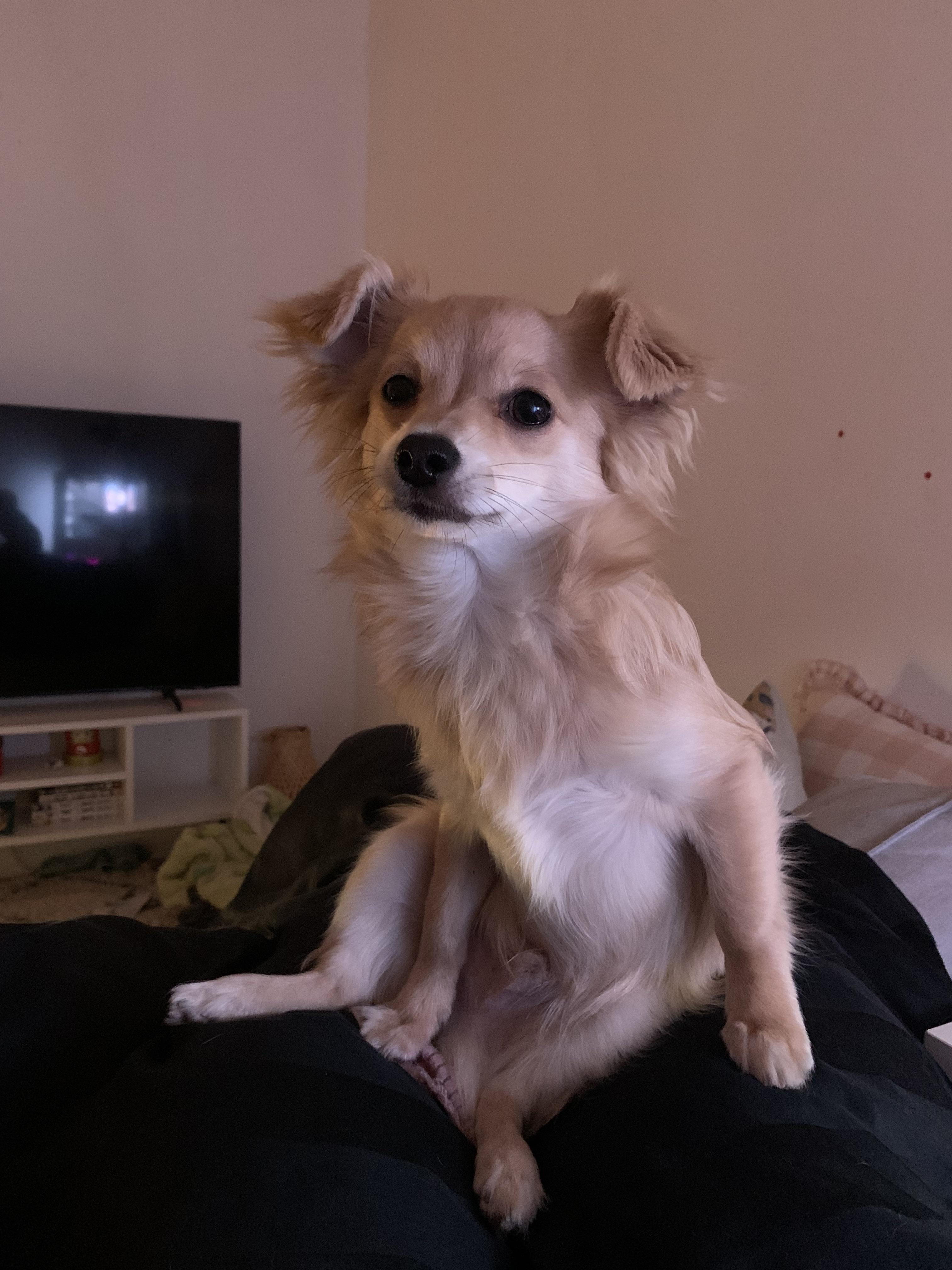 Stay floppy? Or stand tall? | Scrolller