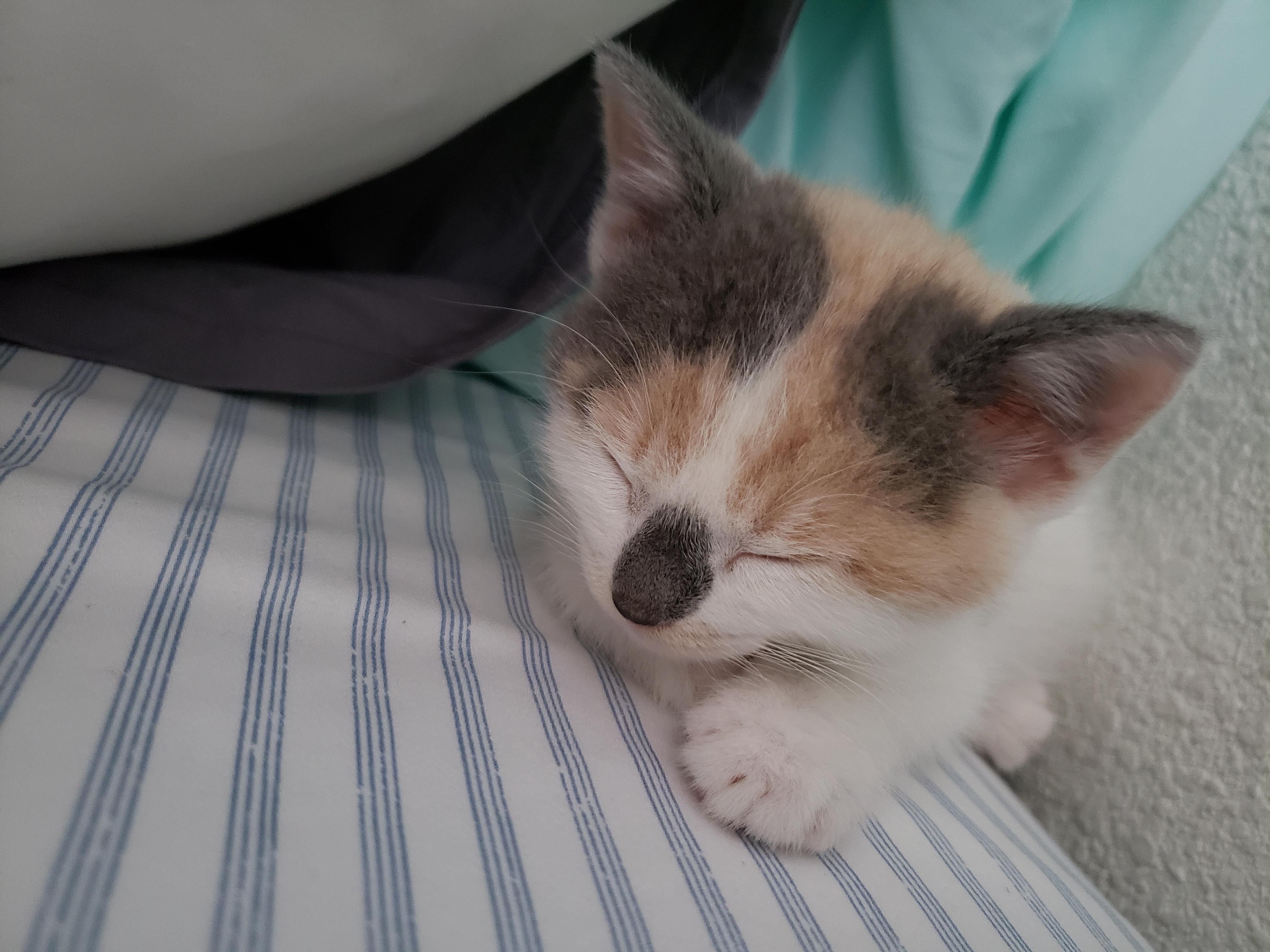 Foster baby kitten | Scrolller