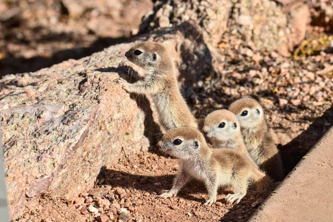 Round-tailed ground squirrels, emerged from their hole one by one | Scrolller