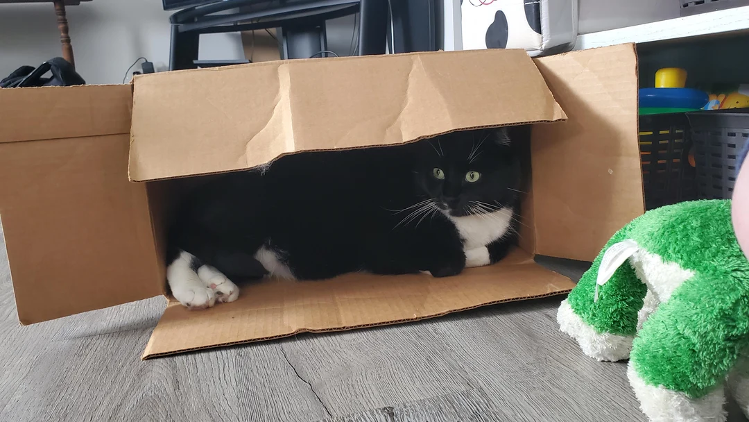 A new trap has entered the arena | Scrolller