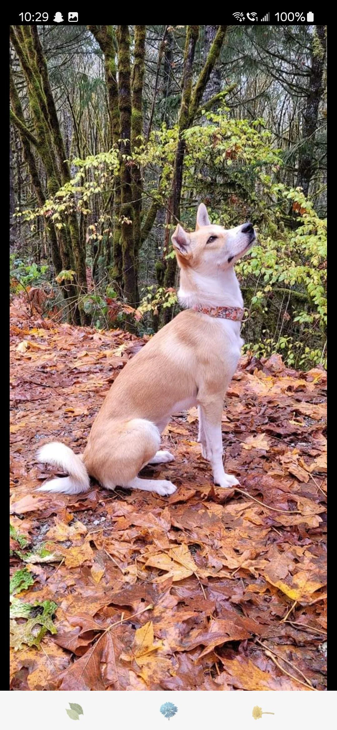 Discover more like Dogpictures: Indy-Anna is a Jindo x Terrier 🐾 and ...