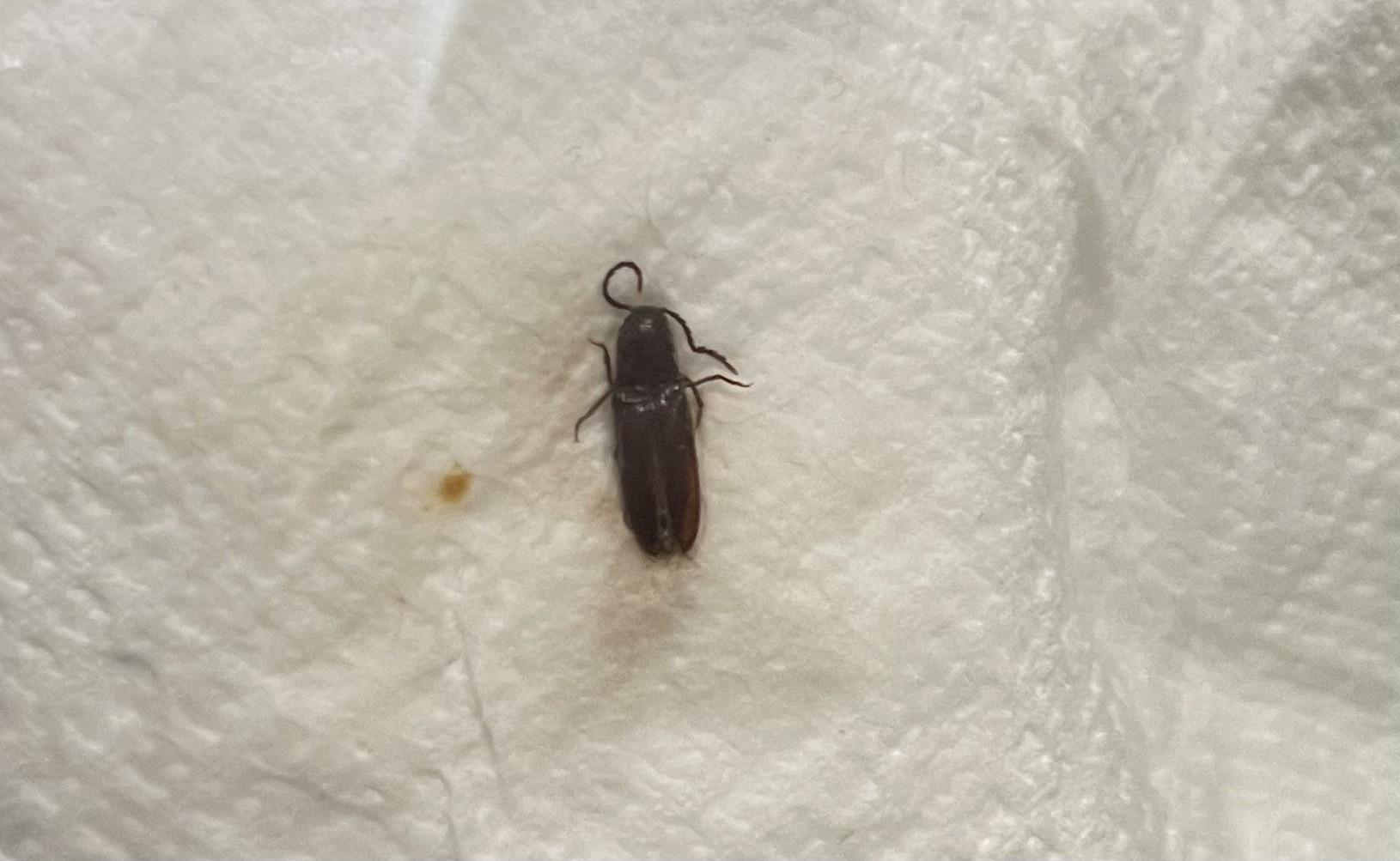 Mystery bug? | Scrolller