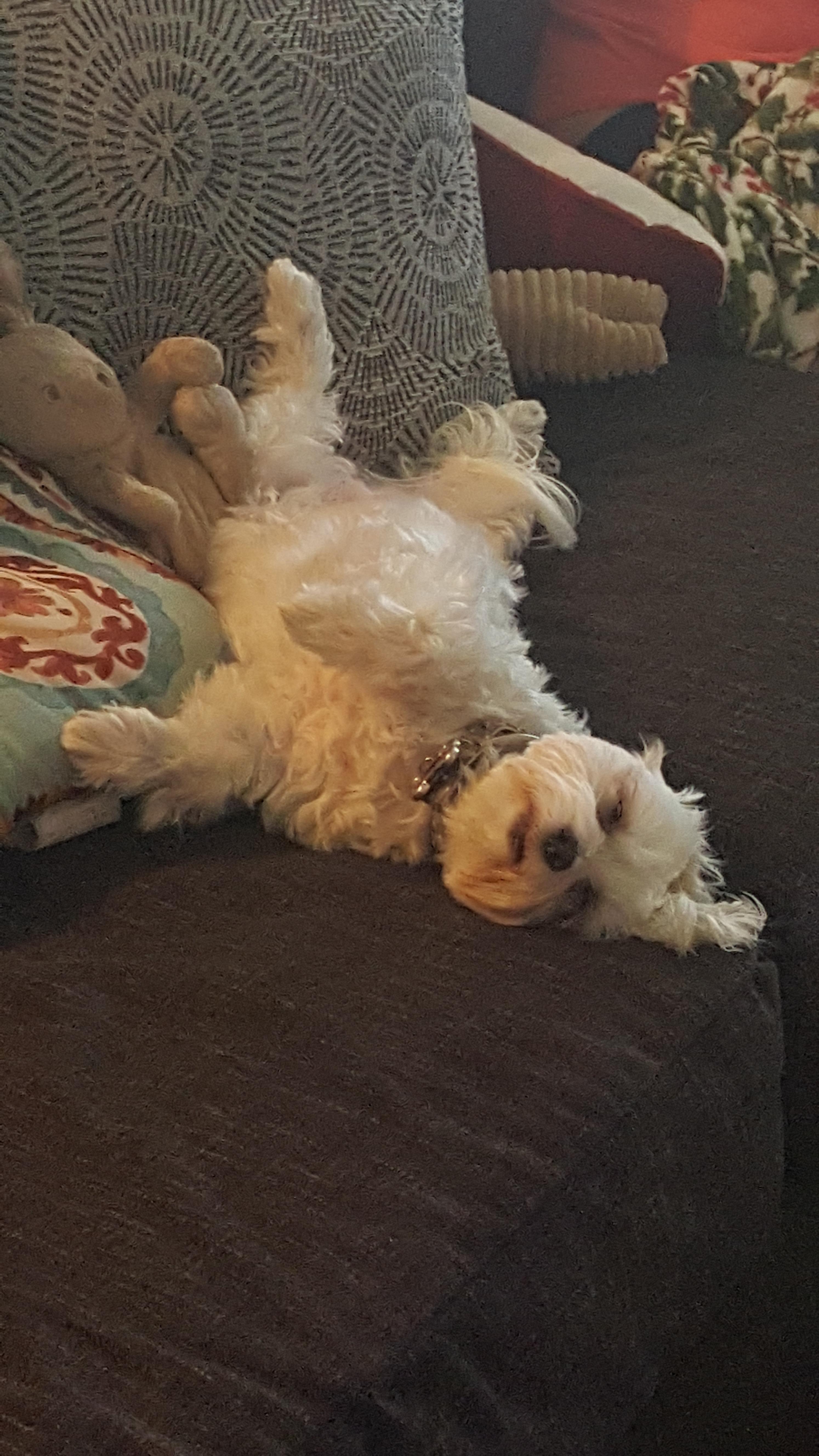 Post Holiday nap | Scrolller