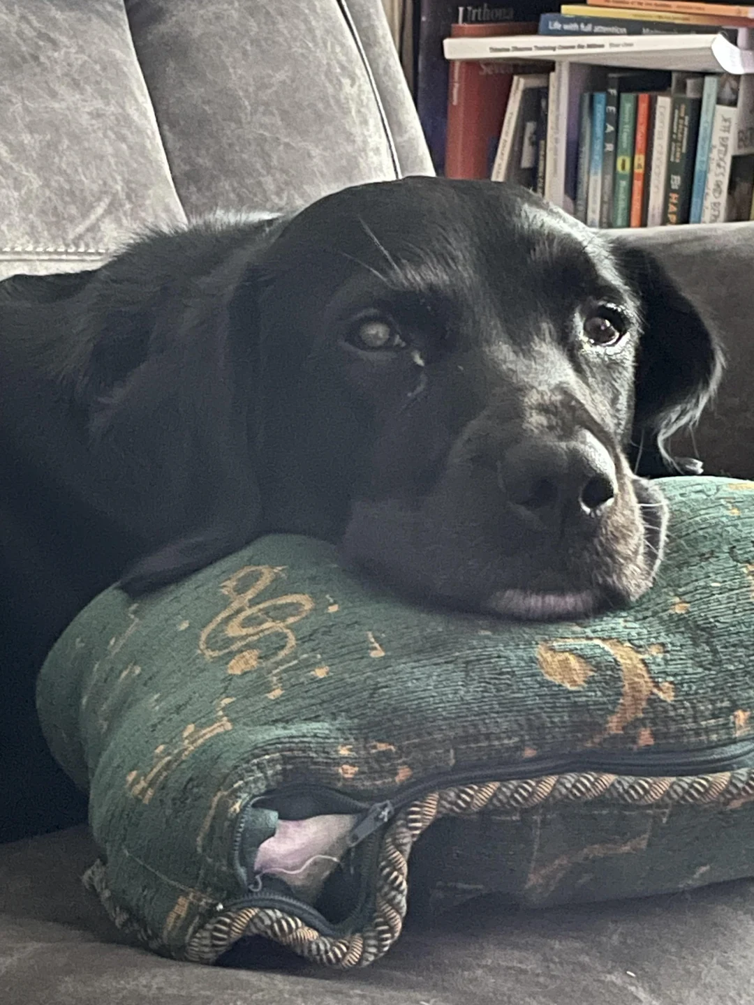 No cuddles sad boi | Scrolller