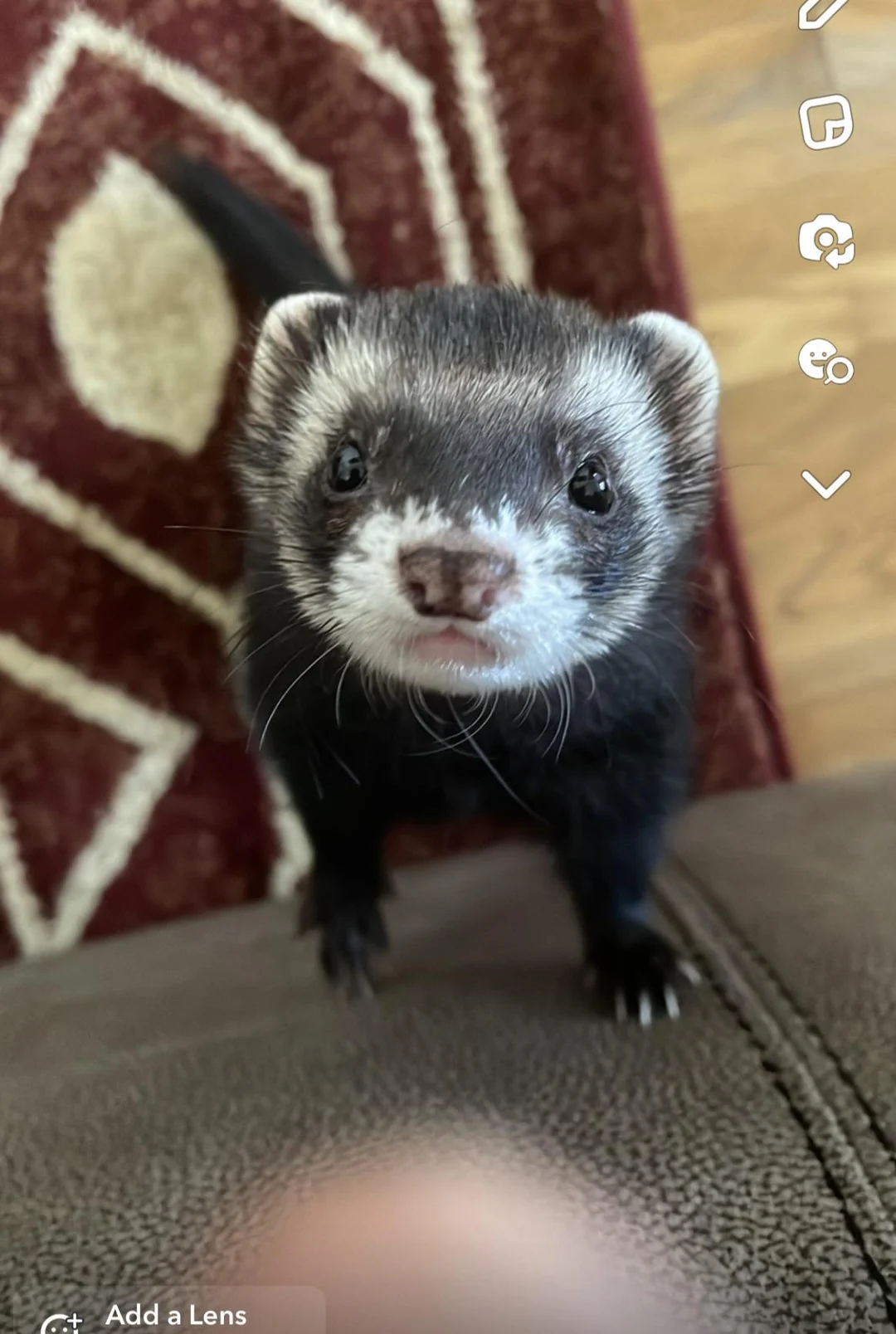 Panda aka panawana aka pana … she is such a cutie pututie | Scrolller