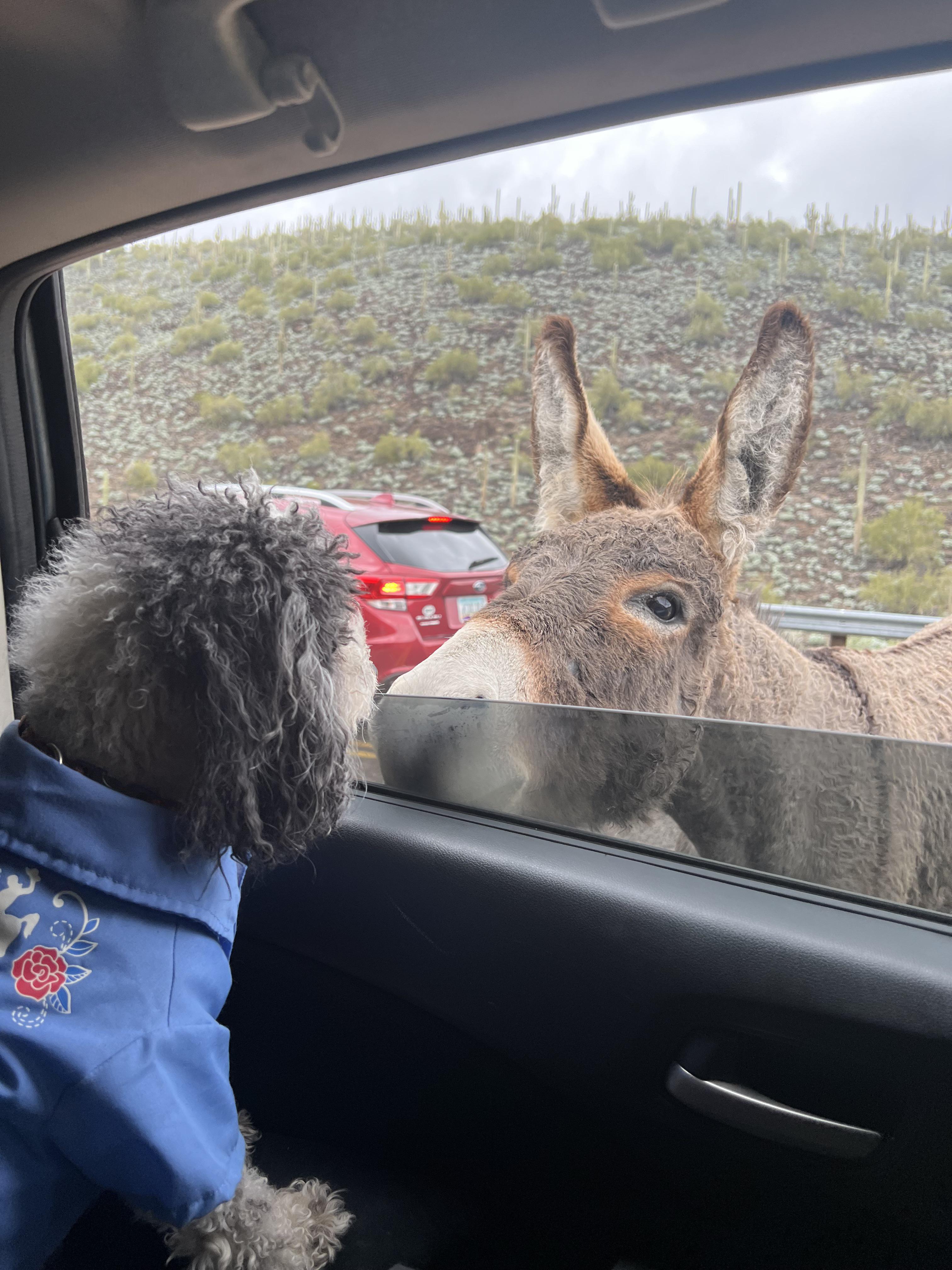 Checking each other out | Scrolller