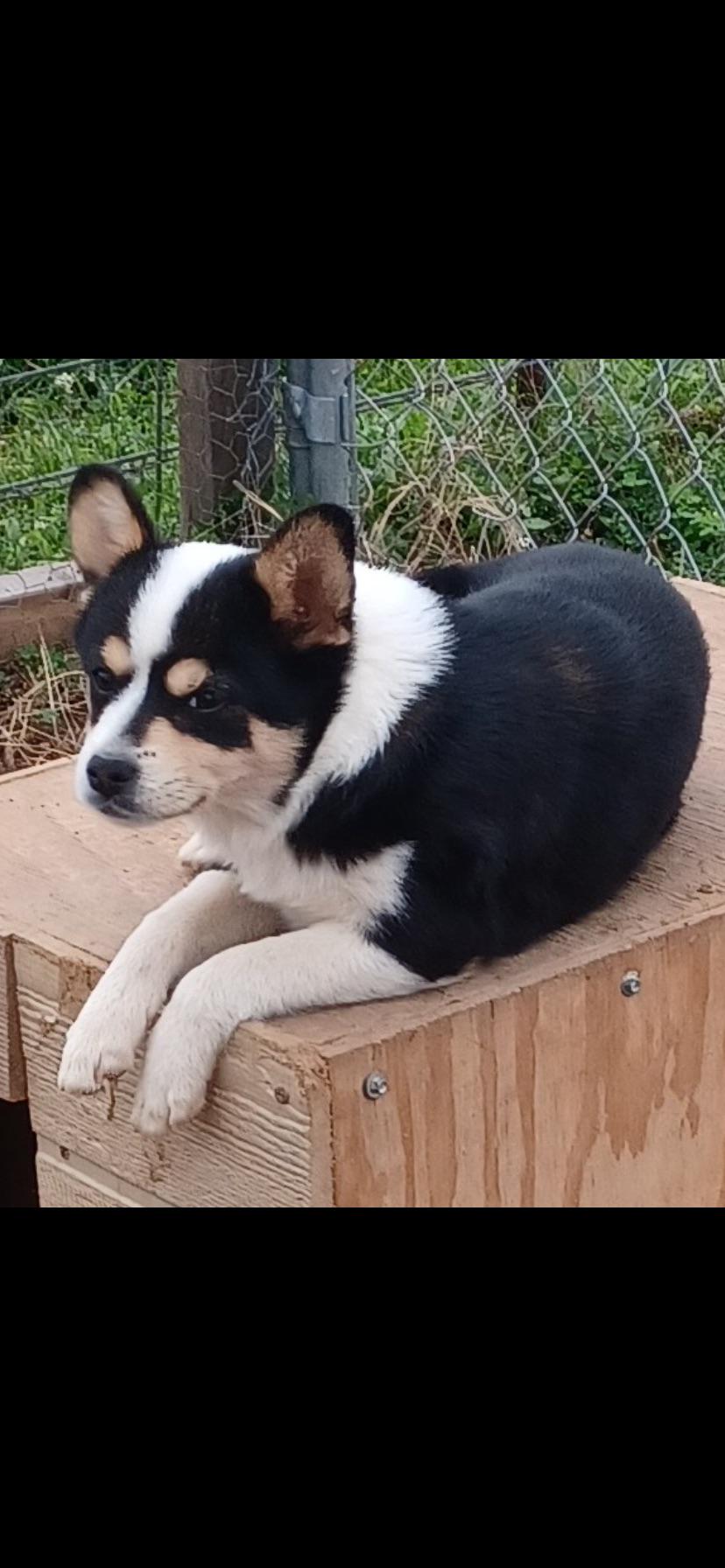 Mixed corgi | Scrolller