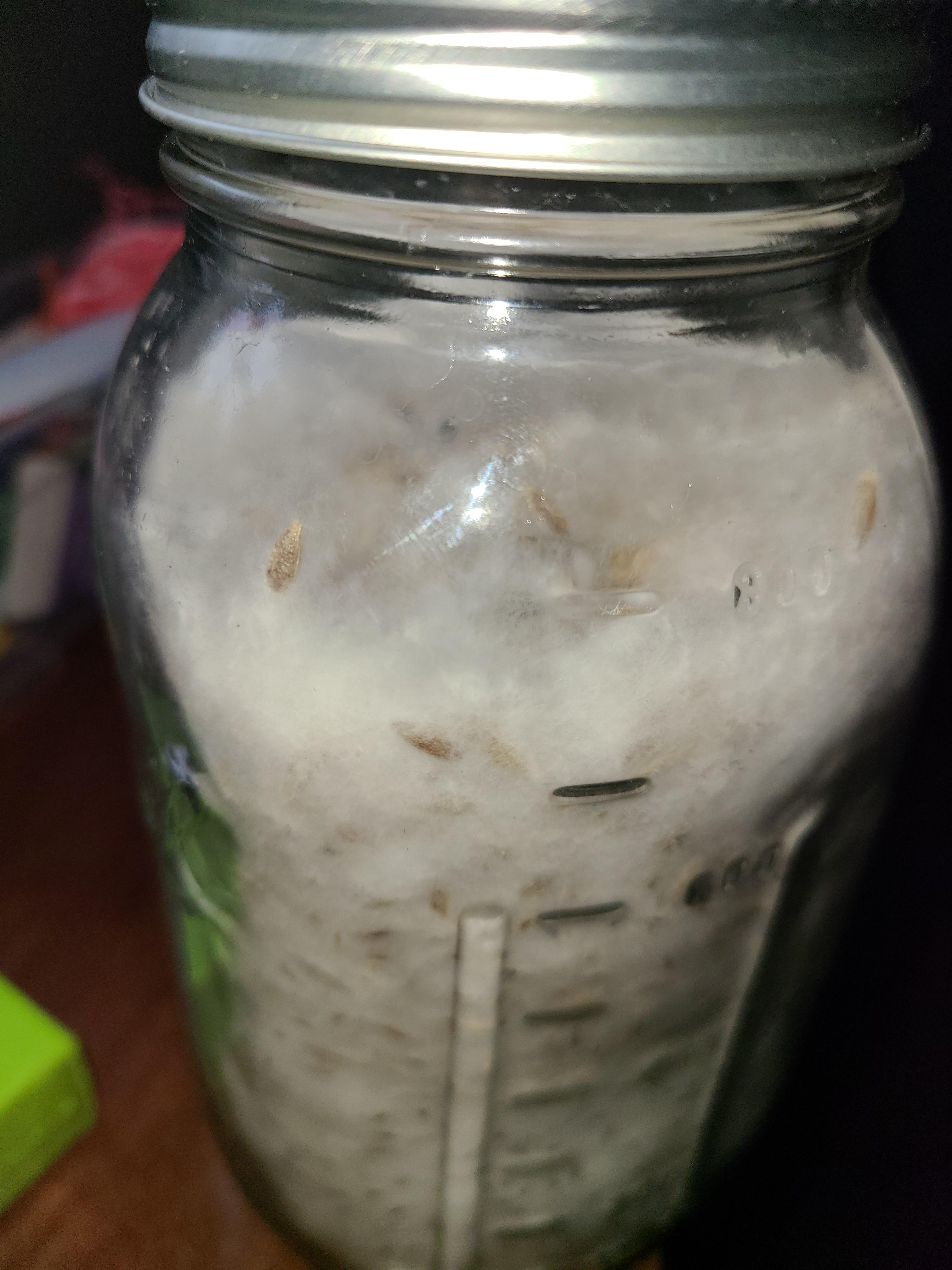 Mycelium or mold? | Scrolller