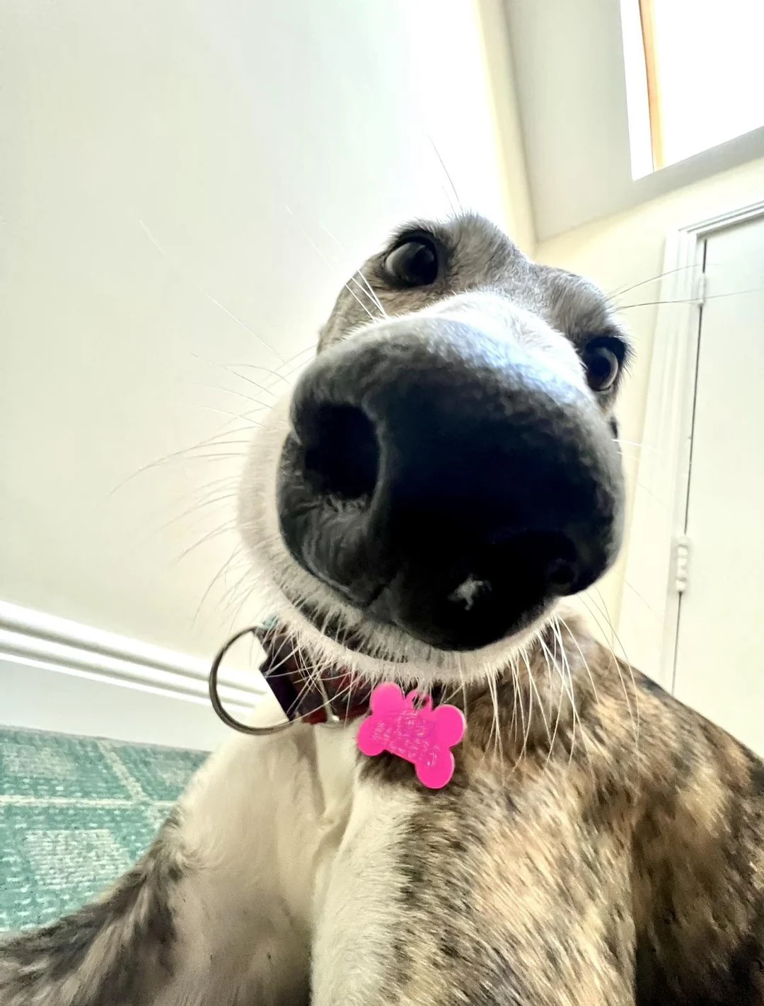 Nose Boop! | Scrolller