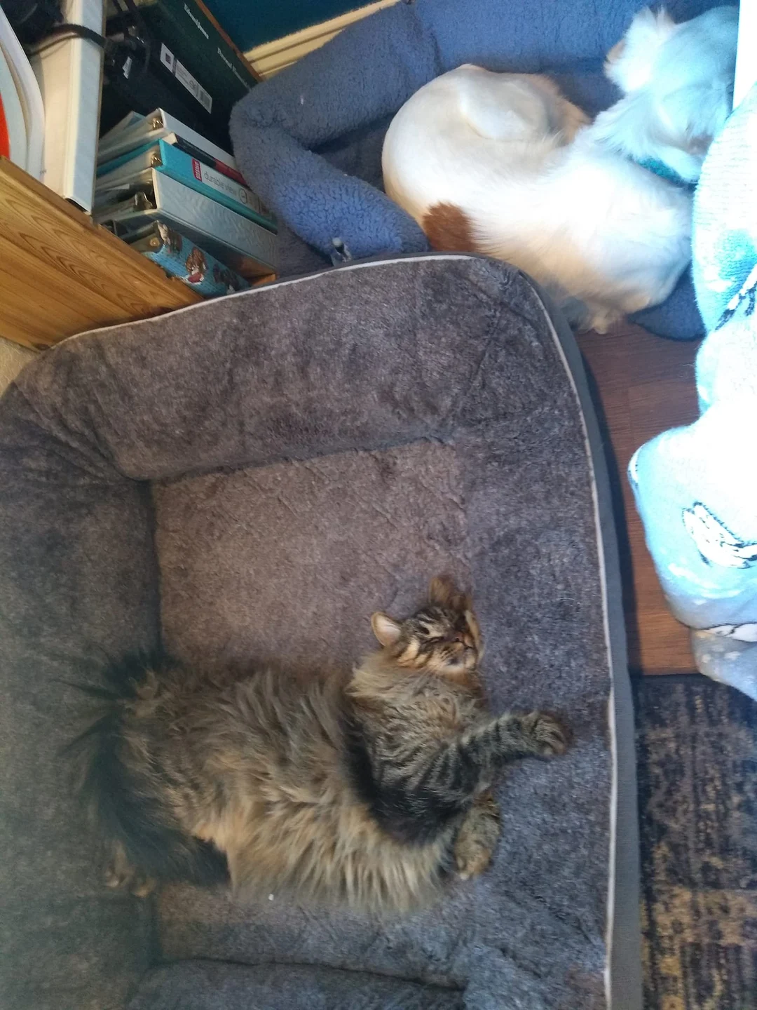 Bert kicked the terrier out | Scrolller