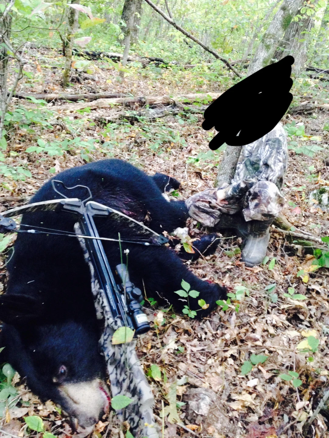 First bear | Scrolller