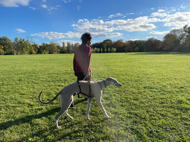 To what extend can you train a Greyhound? :) | Scrolller