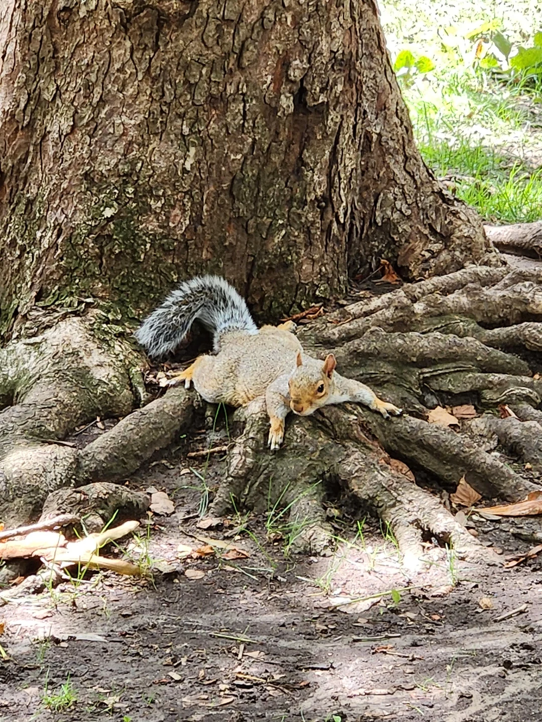 Lounging Park Squirrel | Scrolller
