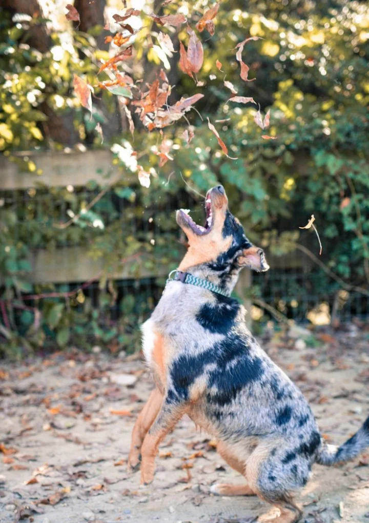 This Cute Australian Cattle Dog 🐶 | Scrolller