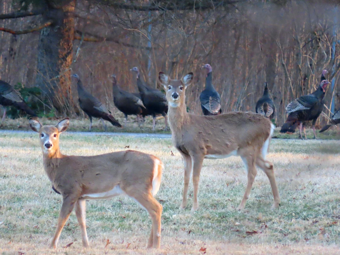 Two Whitetail Does and Their Turkey Friends (Canon SX70 HS, Delaware) | Scrolller