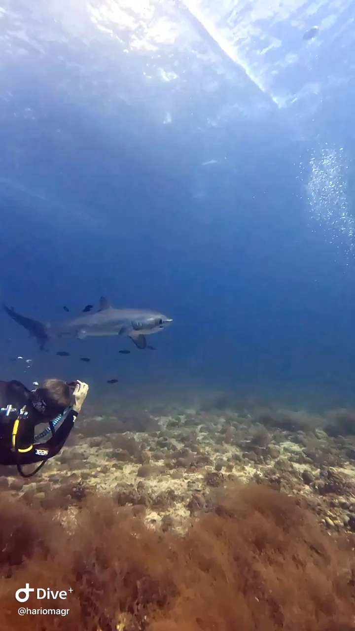 Went to see thresher sharks | Scrolller