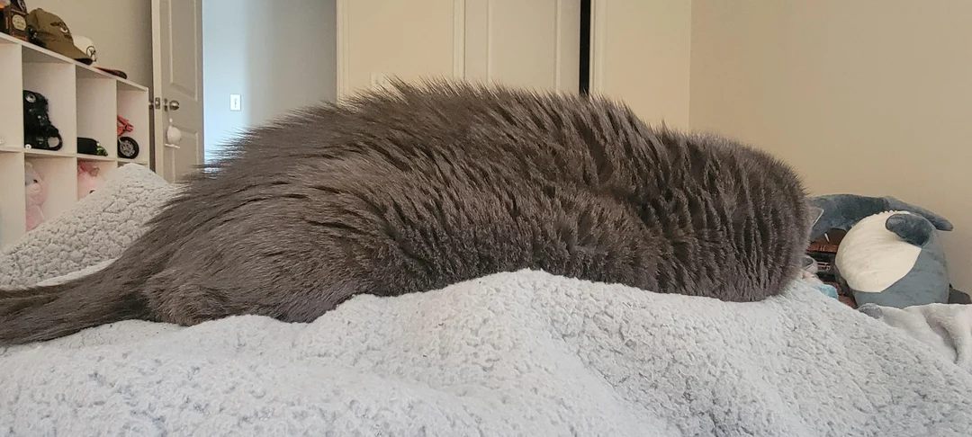 Flat loaf that fell asleep on my lap | Scrolller