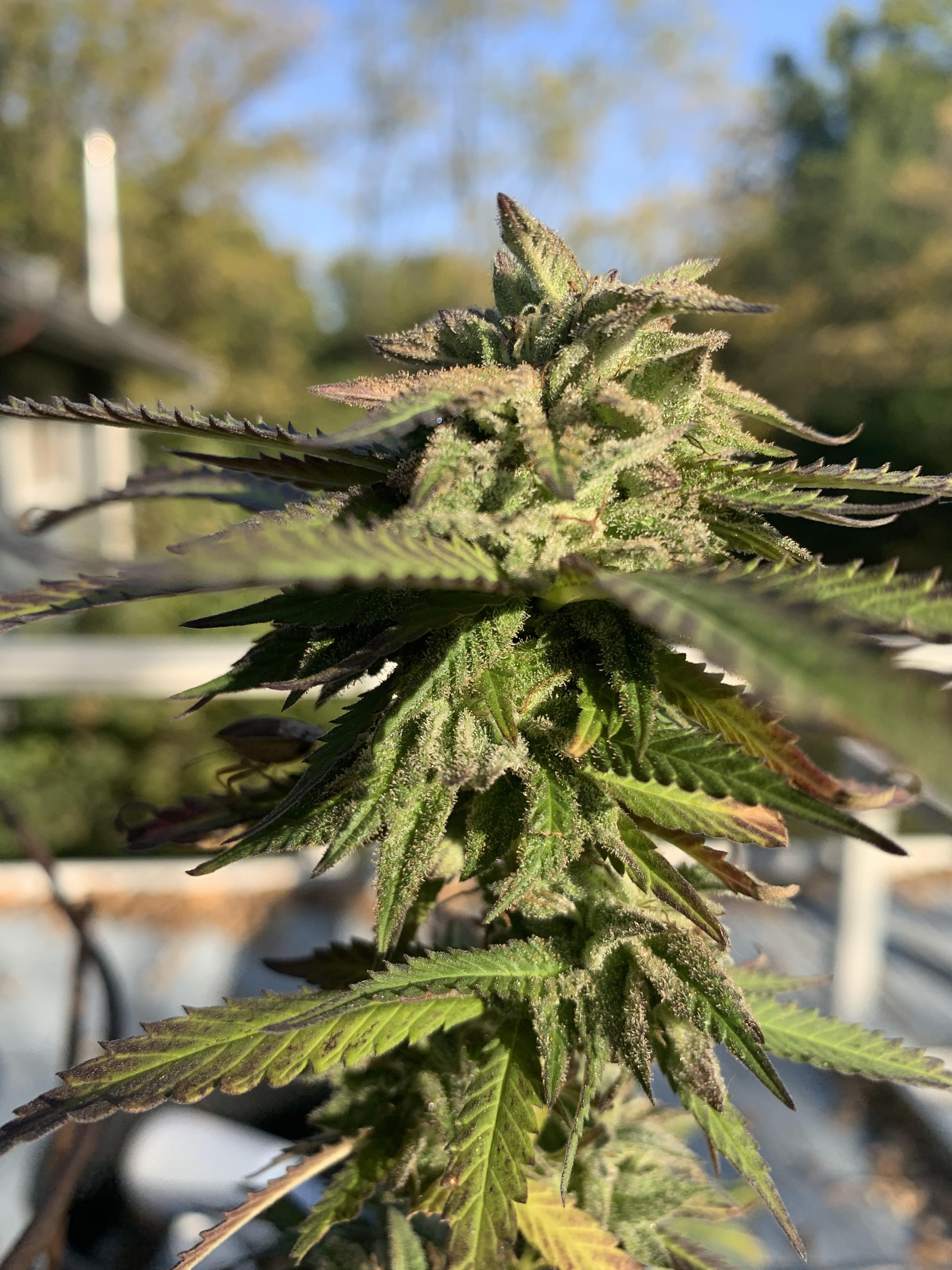 Rough time for this plant | Scrolller