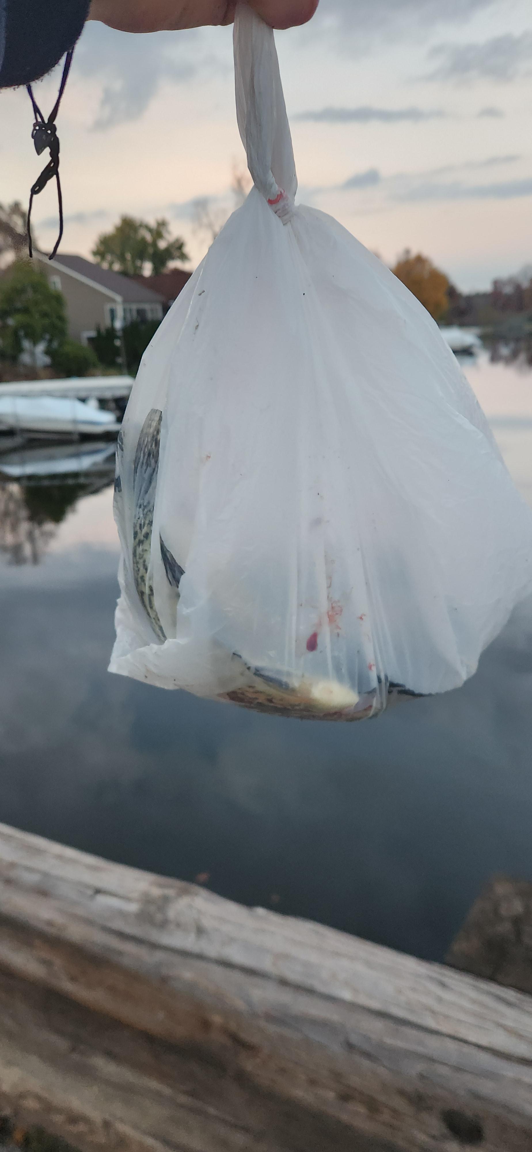 Finally ate something that I caught | Scrolller