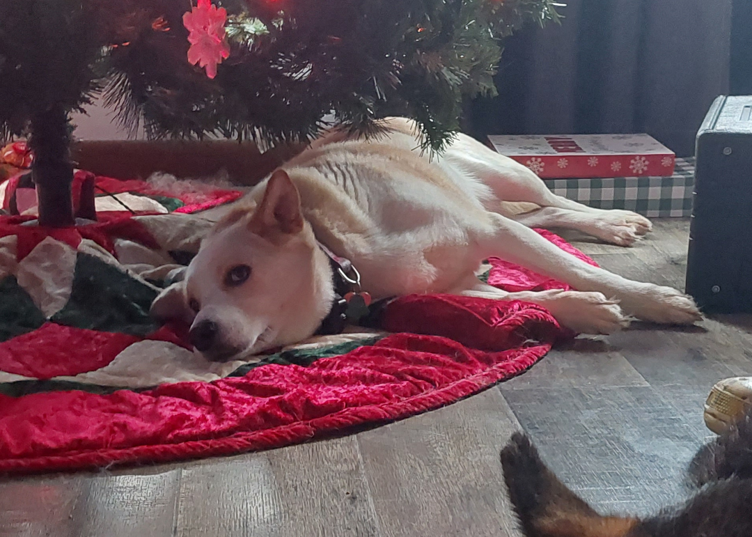 My present under the tree | Scrolller