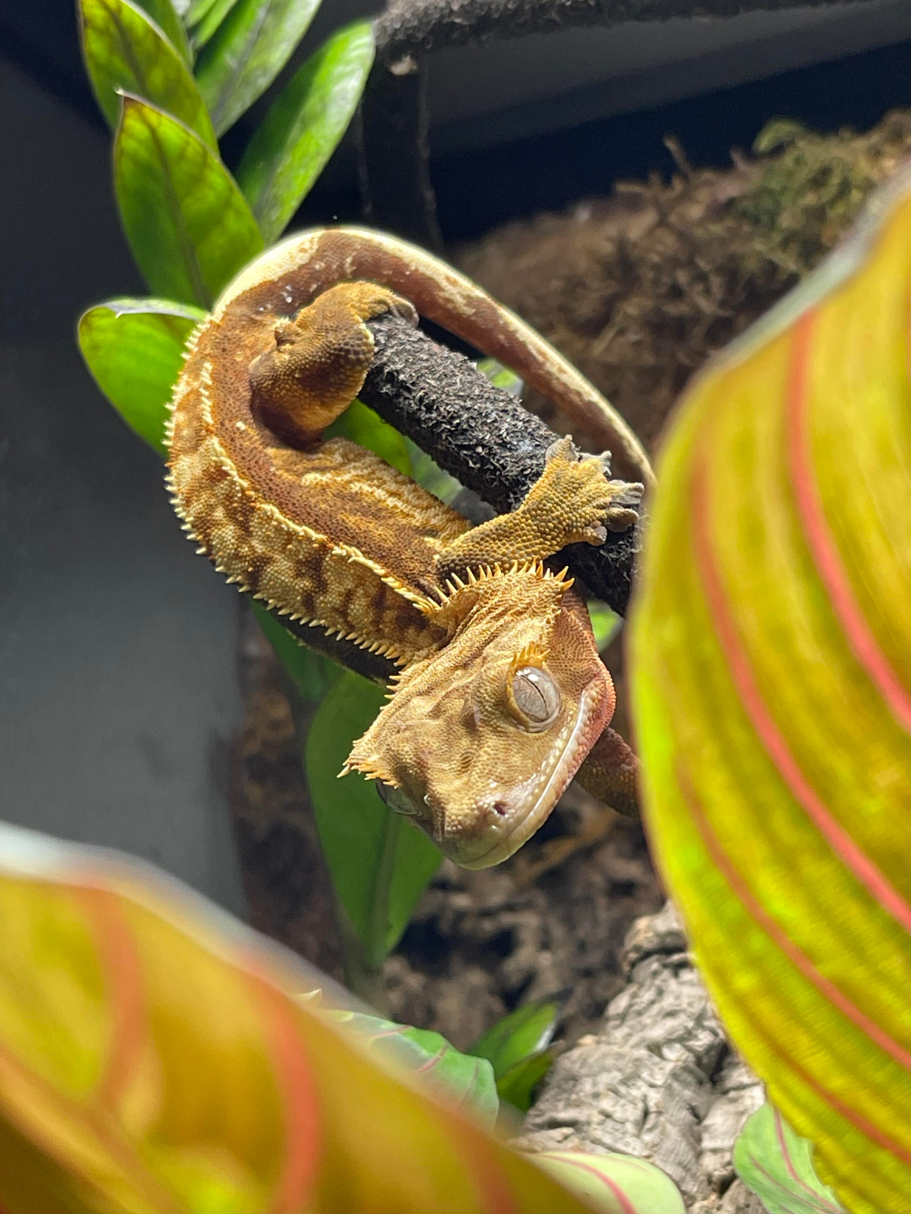 The prettiest crackhead I know | Scrolller