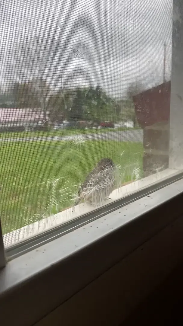 Finally caught him in action | Scrolller