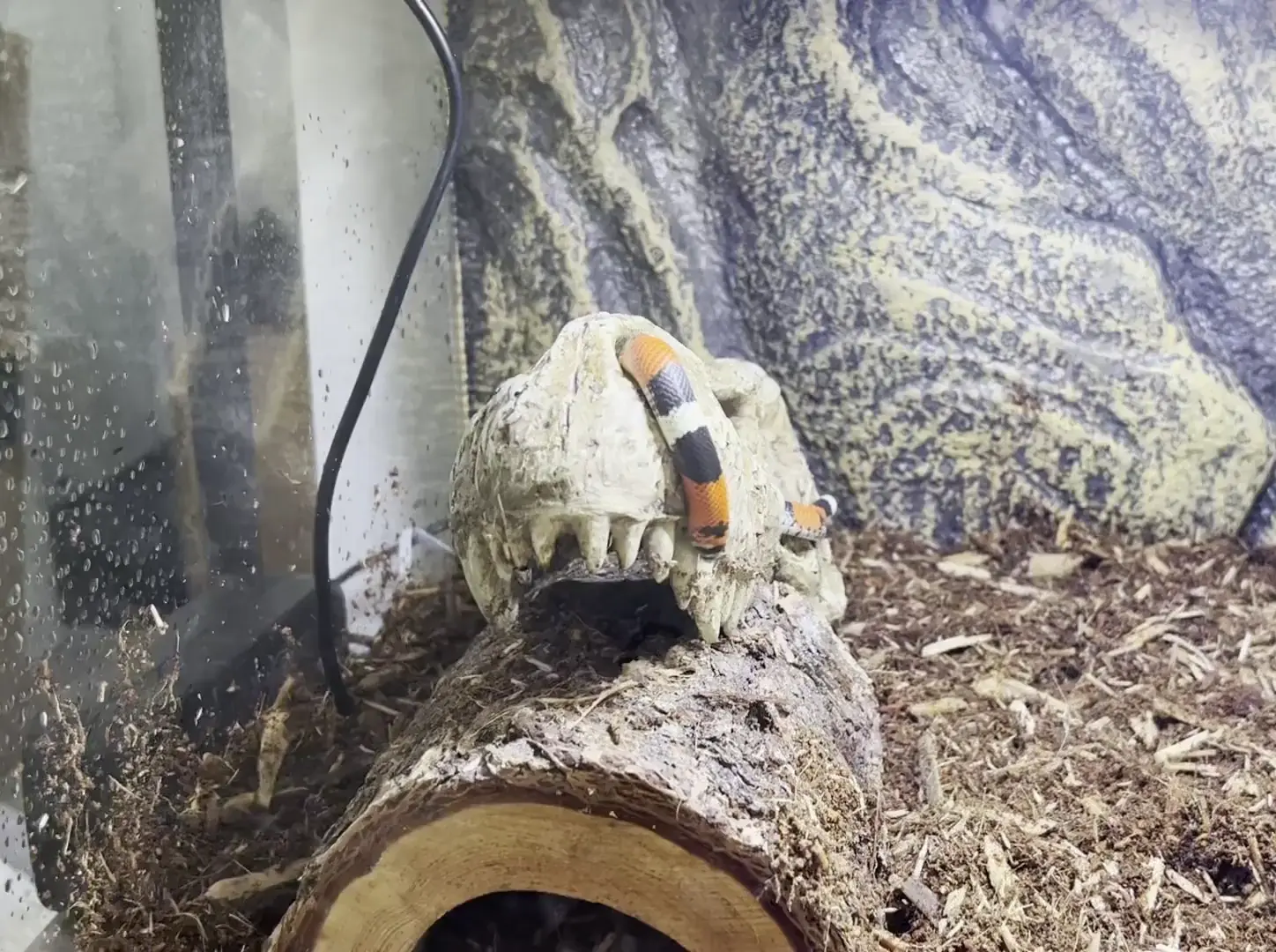 Finally coming out to explore ☺️ | Scrolller