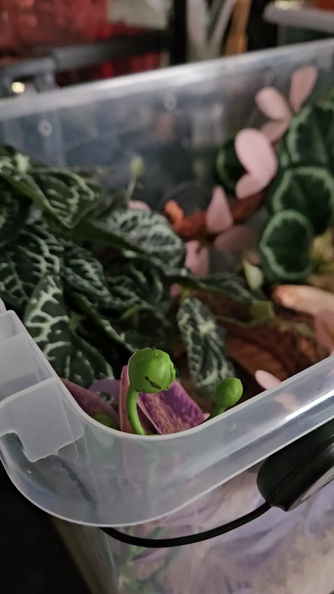 Finally introducing my precious... | Scrolller