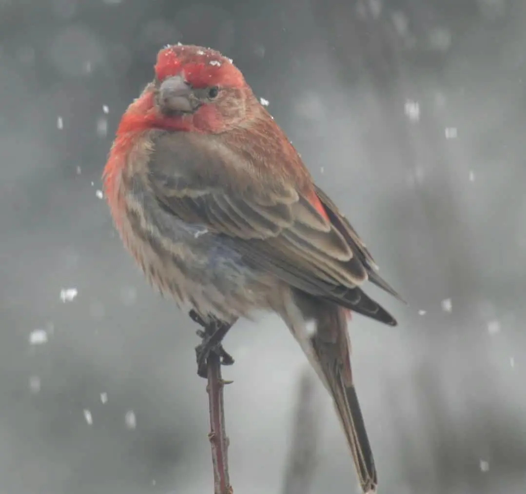 Finch snowy pose | Scrolller