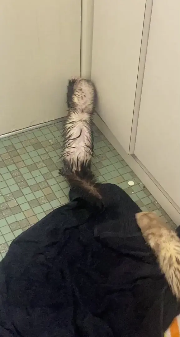 First bath time of the year! Gotta look fresh to meet their new siblings tomorrow! | Scrolller