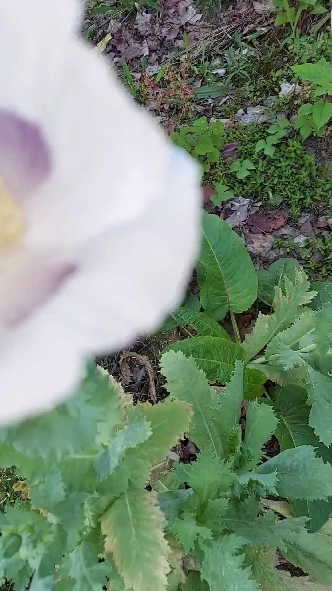 First bloom | Scrolller