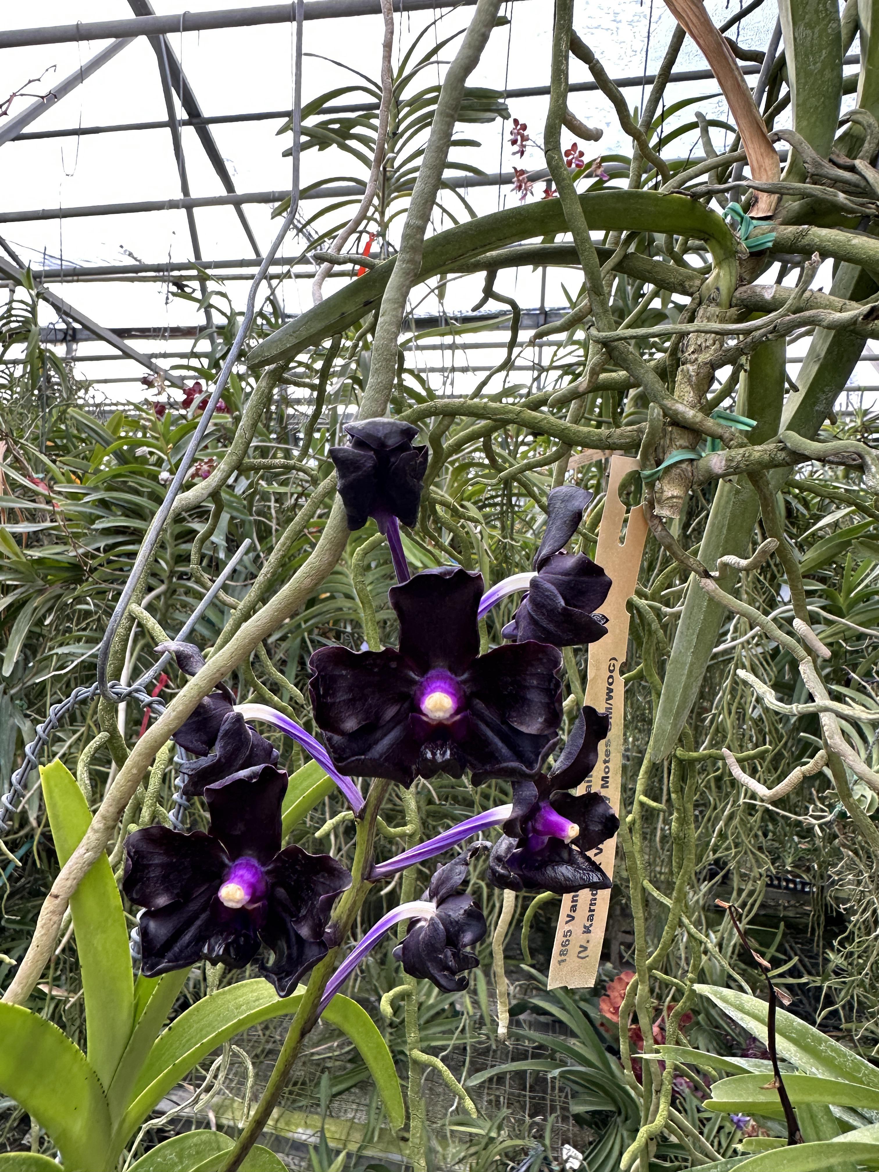 First bloom dark Vanda orchid. | Scrolller