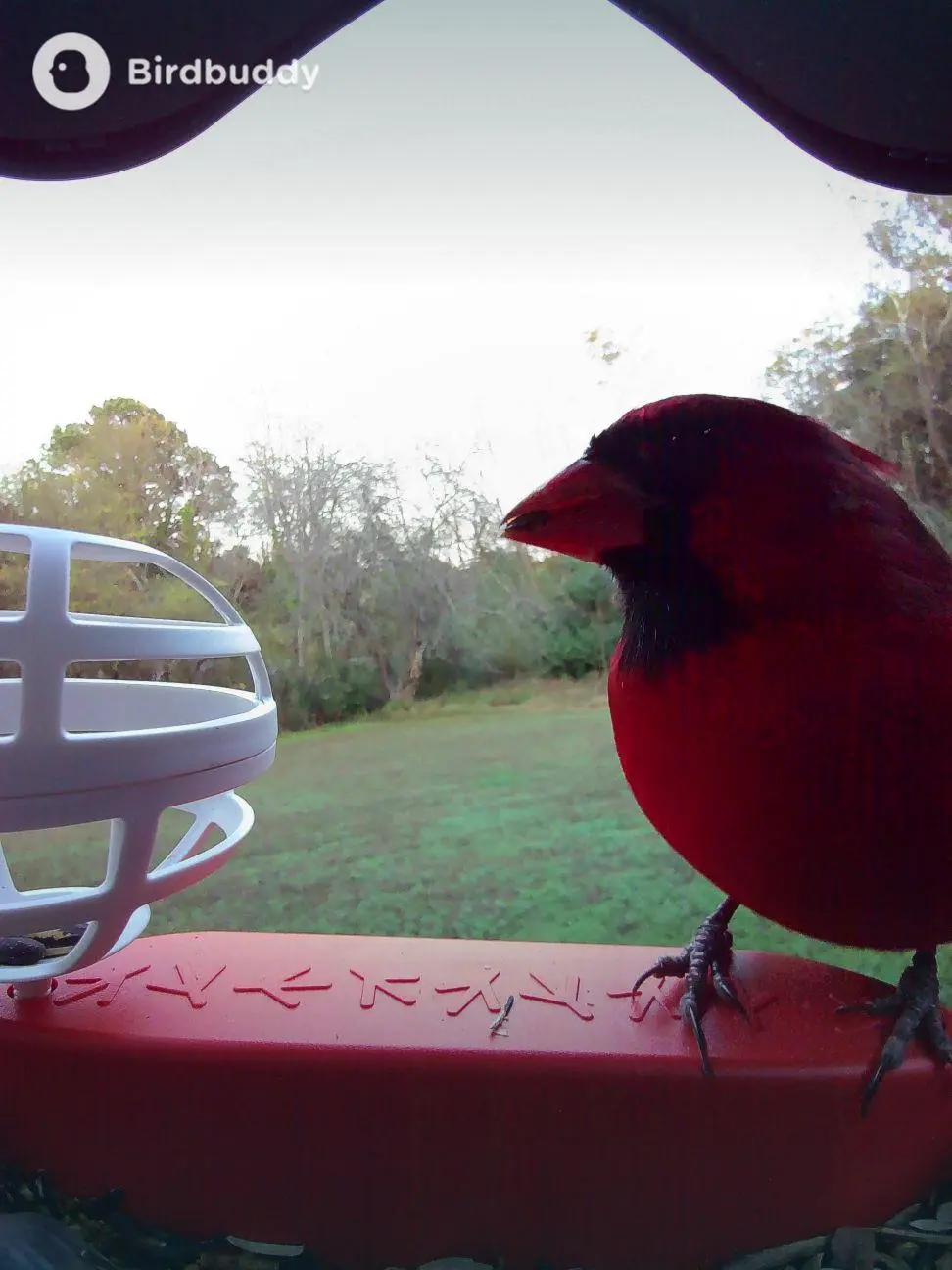 First Cardinal in my new feeder! | Scrolller