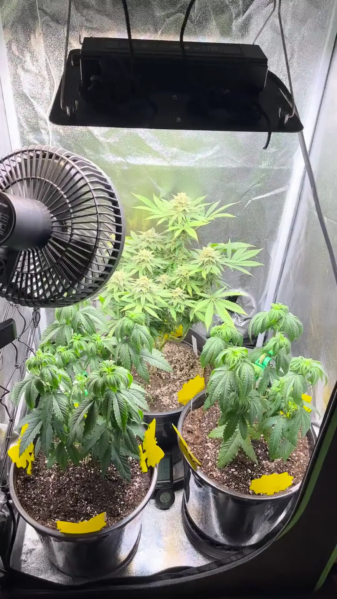 Discover more like Microgrowery: First Grow Setup and Related Content ...