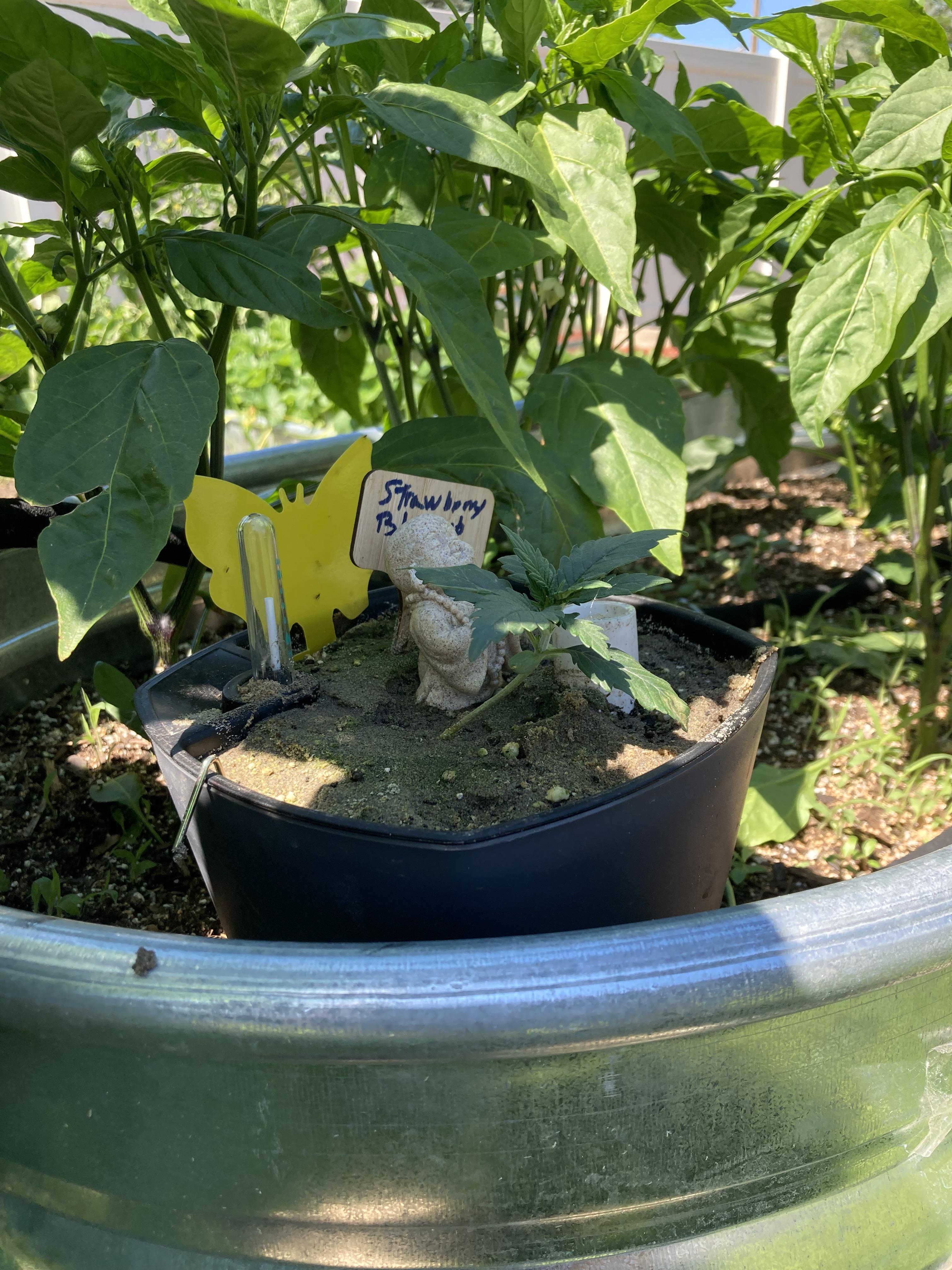 FIRST NANO GROW | Scrolller