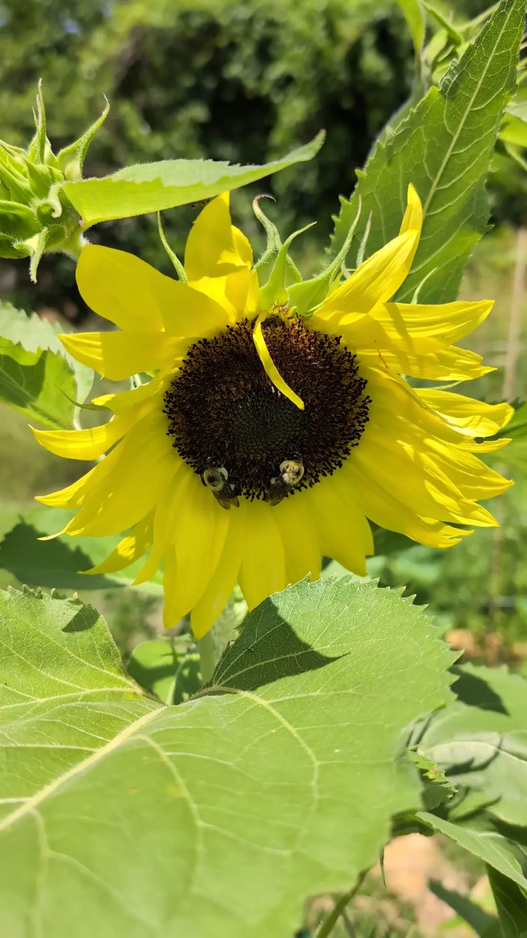 First sunflower bloom this year | Scrolller