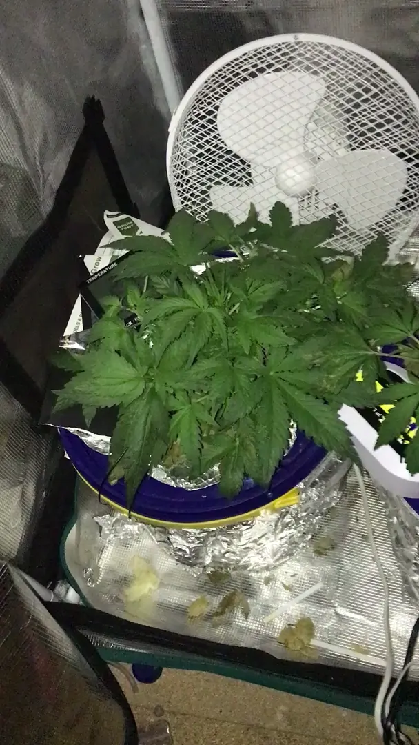 First time grower, 2 Banana purple punch 🍌 🍇 plant on the right is ...