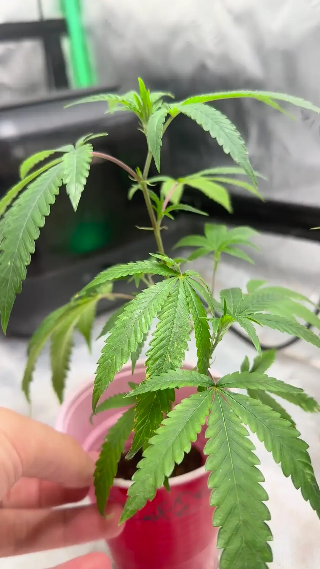 First time growing clones | Scrolller