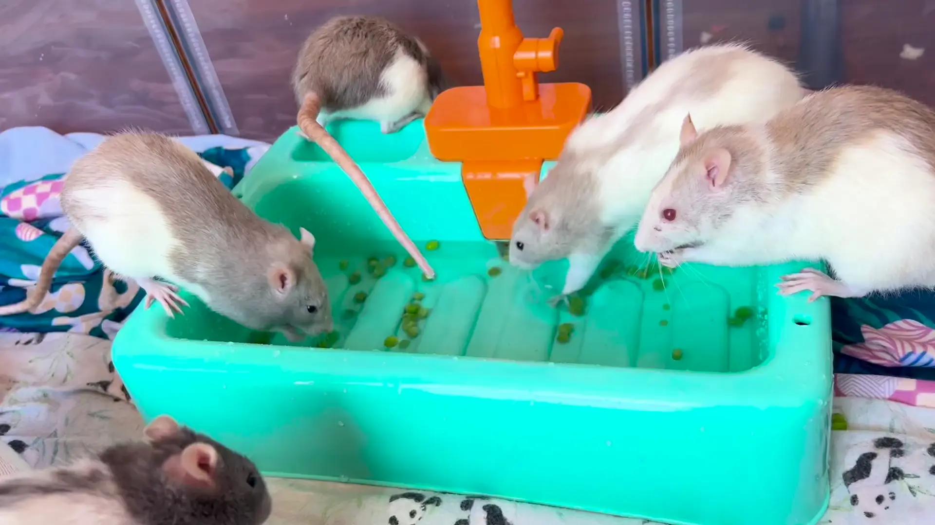 First time pea bobbing for my girls | Scrolller