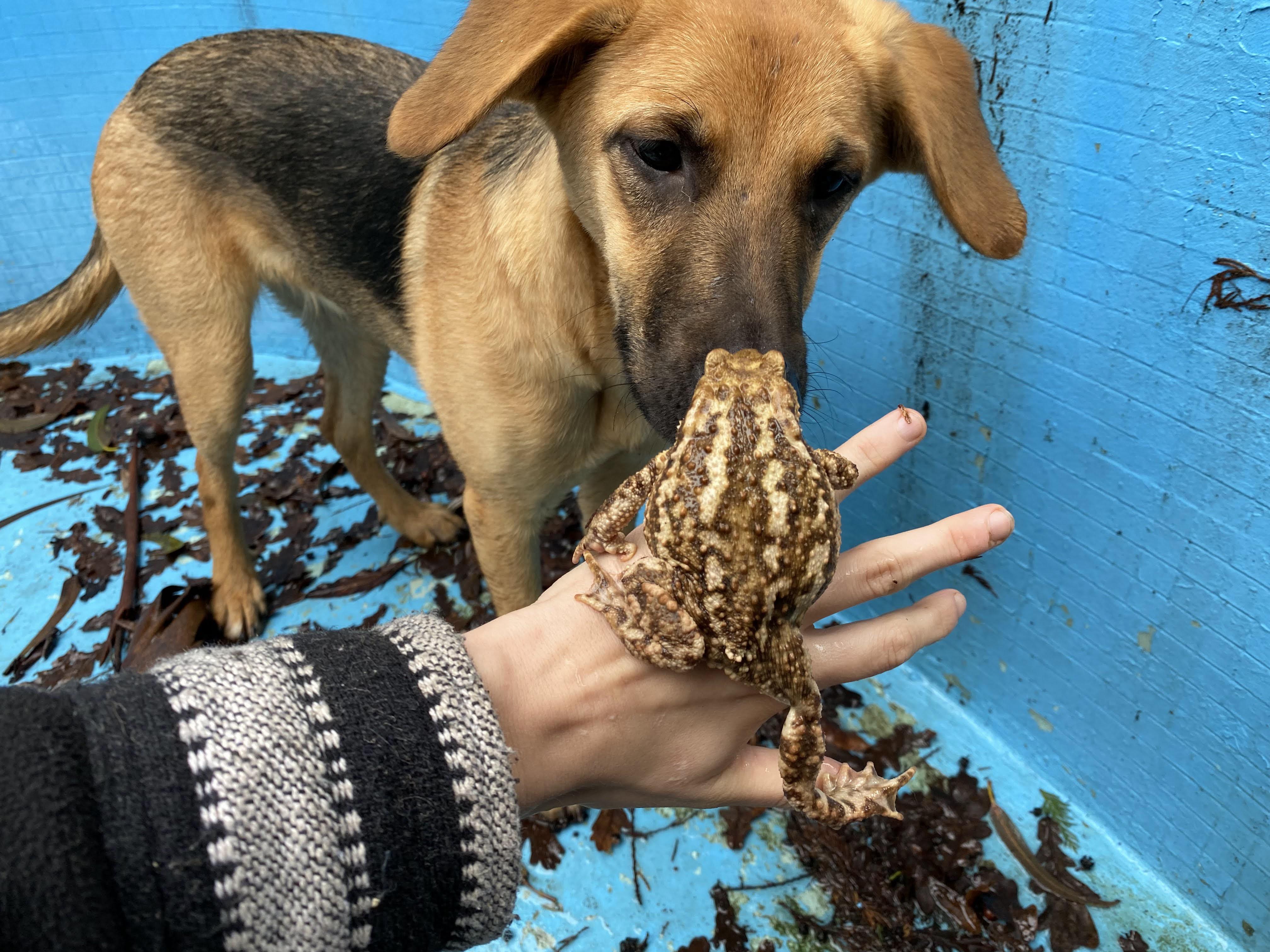 (OC) Buster called me to check on the frog in swimming pool. ... I am all time amazed how gentle ...